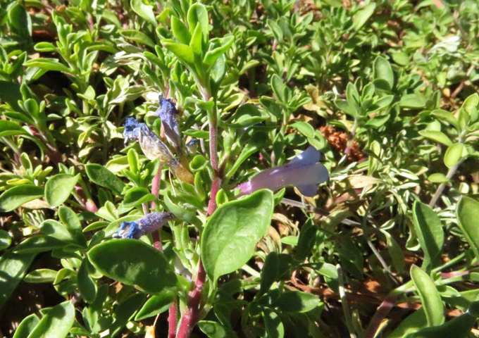 Los Alamos Master Gardners:: Home